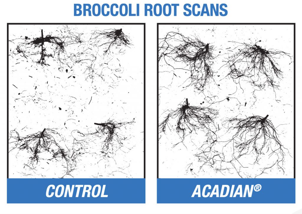 Broccoli - Acadian Plant Health
