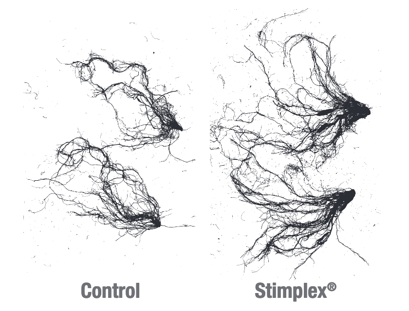 Fruiting Vegetables - Acadian Plant Health