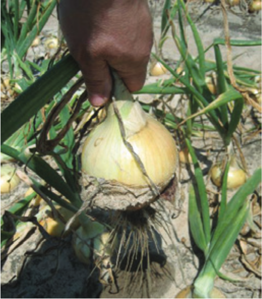 Onions - Acadian Plant Health