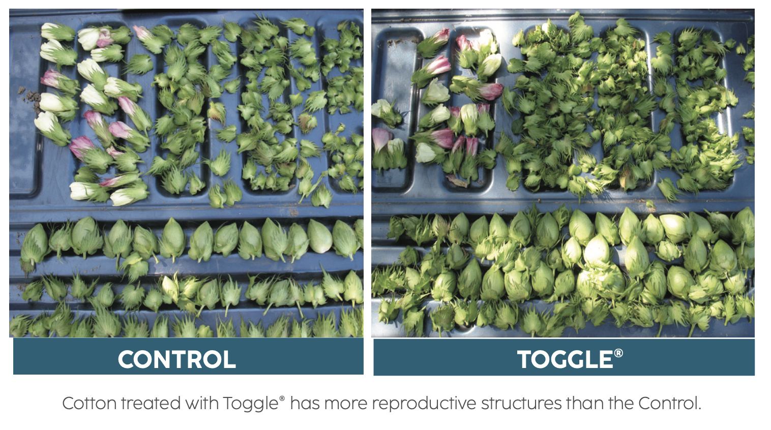 Cotton - Acadian Plant Health